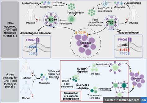 Enhancing Cd19 Chimeric Antigen Receptor T Cells Through Memory Enriched T Cells Pmc