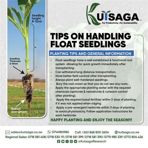 Kutsaga Research On Linkedin Kutsaga Research Tips On Handling Float Seedlings Dzingai Rukuni