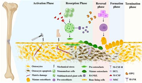 Frontiers Osteoporosis Interferon Gamma Mediated Bone Remodeling In Osteoimmunology