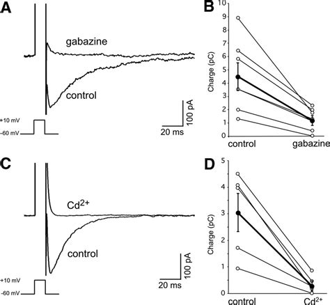 A Under Voltage Clamp In An Egfp Periglomerular Cell A 10 Ms Voltage