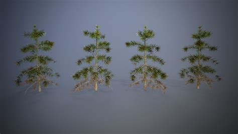 3d Model Spruce Sapling Turbosquid 2198258