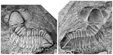 Boxing Day Discoveries A Couple Of Trilobites From Mahantango Formation In West Virginia