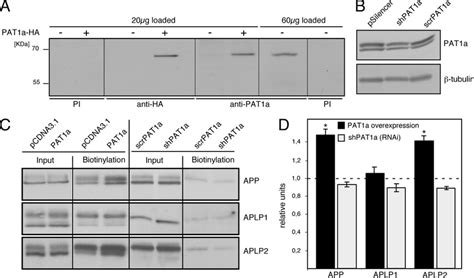 Cell Surface Localization Of App Depends On Pat1a Expression A To