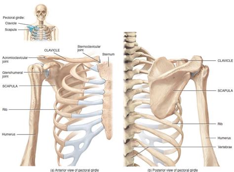 Chapter 4 Shoulder Girdle Joint Diagram Quizlet