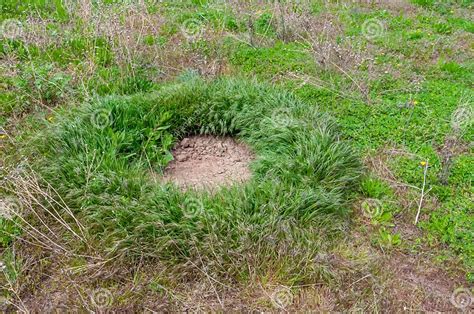 Green Grass Grows In A Mysterious Circle In A Field Stock Image Image