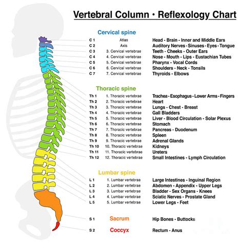Vertebral Column Reflexology Chart Digital Art By Peter Hermes Furian