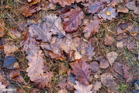 젖은 숲의 경로 있는 오크 나무의 잎 첫 서 리 후 낙 엽 나무의 잎입니다 늦은 계절입니다 0명에 대한 스톡 사진 및 기타 이미지 Istock