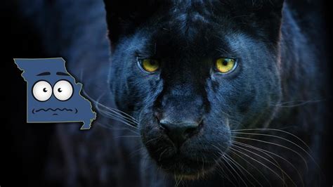 Many In Missouri Claim Theyve Really Seen Black Panthers