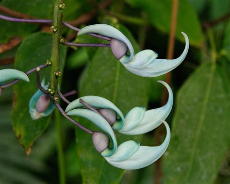 Strongylodon Macrobotrys Gardensonline