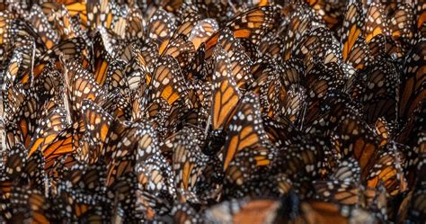 Troubling Decline In Monarch Butterfly Populations World Wildlife Fund