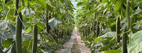 Nairobi El Nuevo Pepino Holandés De Semillas Fitó Para Ciclo Corto Ecomercio Agrario