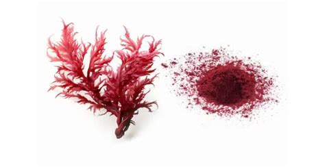 Tribulus Terrestris Health Benefits Uses And Side Effects