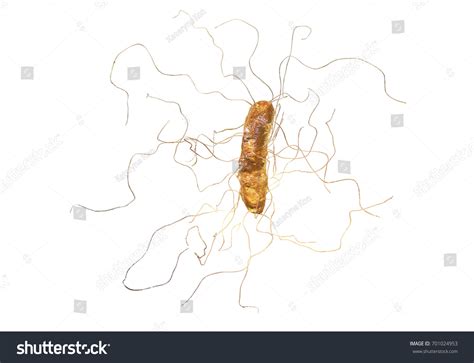 Clostridium Difficile Bacterium Isolated On White Stock Illustration