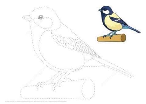 Bird Trace And Color Printables Artofit