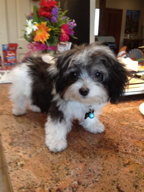Havanese Very Cute Dogs Cute Dogs Havanese Dogs