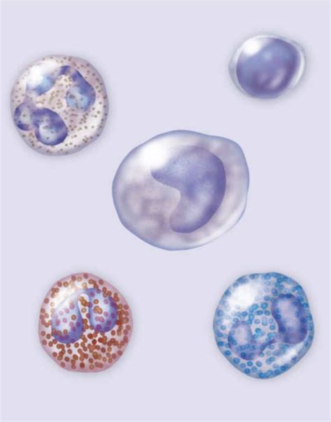 Leukocytes Types Diagram Quizlet