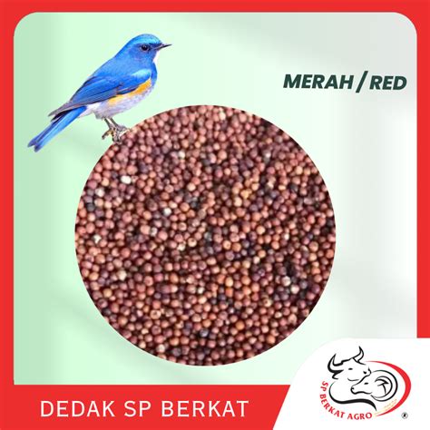 900g Makanan Burung Baji Bird Food White Millet Seed Sekoi Sambau Putih Bird Feed Dedak Burung