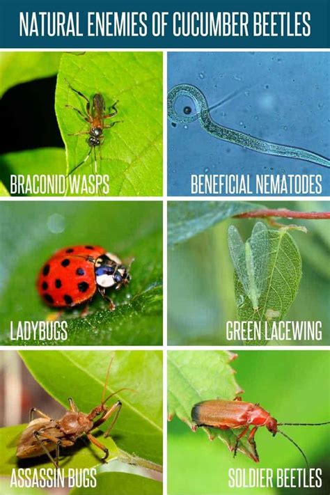 Striped Cucumber Beetle Life Cycle