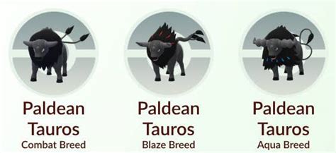 How To Get Paldean Tauros In Pokémon Go With Aqua Blaze And Combat