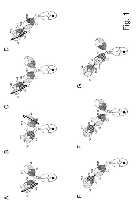 Bispecific T Cell Activating Antigen Binding Molecules Eureka Patsnap