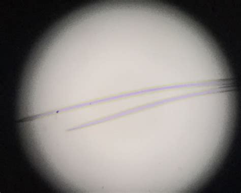 Lab Practical 2 Phylum Porifera Flashcards Quizlet