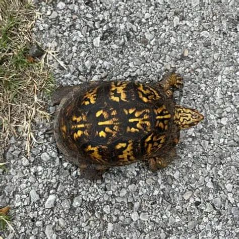 List Of Turtle Species In South Carolina 2023 Id Pics Pond Informer