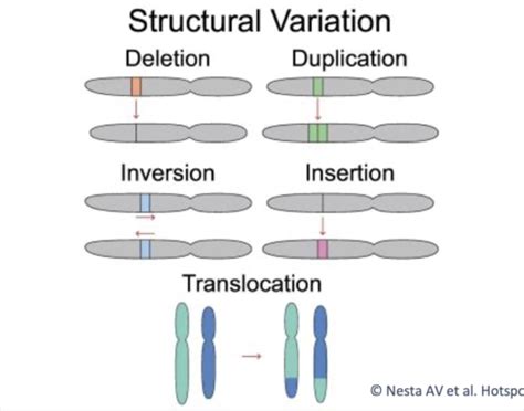 Lecture 2a Nucleic Acid Amplification And Mutation Detection