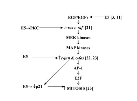 Points At Which Hpv 16 E5 Affects The Epidermal Growth Factor Signal