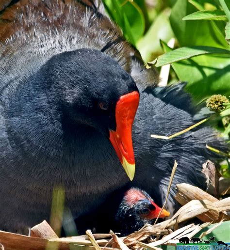 Common Moorhen