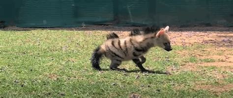 Tiny Aardwolf Cub Thanks And Bids Farewell To Rescuer Before