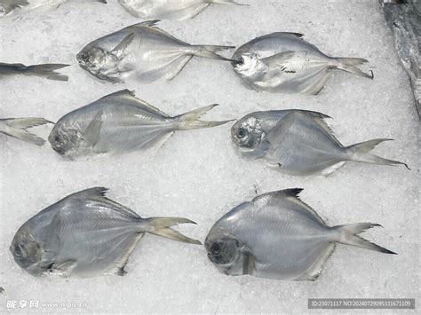 鲳鱼摄影图海洋生物生物世界摄影图库昵享网nipiccn