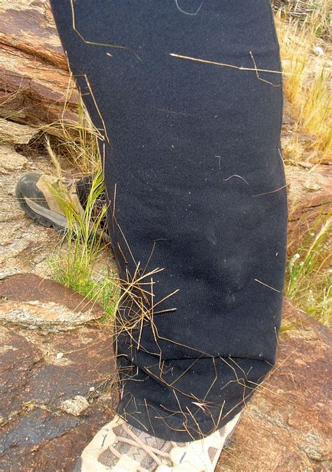 Plant Species Of The Borrego Desert Poaceae Stipa Capensis Spear Needlegrass