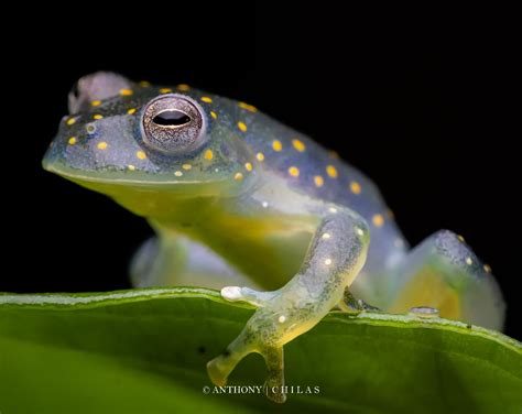 The Reptile Anfrep94 Photographed This Gorgeous San Jose Cochran