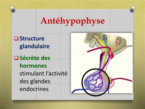 PPT Axe Hypothalamo Hypophysaire PowerPoint Presentation ID