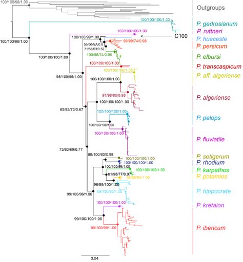 Consensus Tree Of The Potamon Genus As Obtained From Iqtree Each