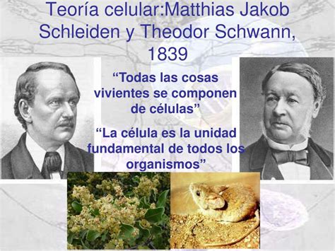 Ppt BiologÍa Celular Powerpoint Presentation Free Download Id 5231964