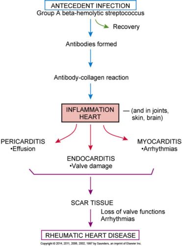 Pathophysiology Chapter 12 Part 6 Flashcards Quizlet