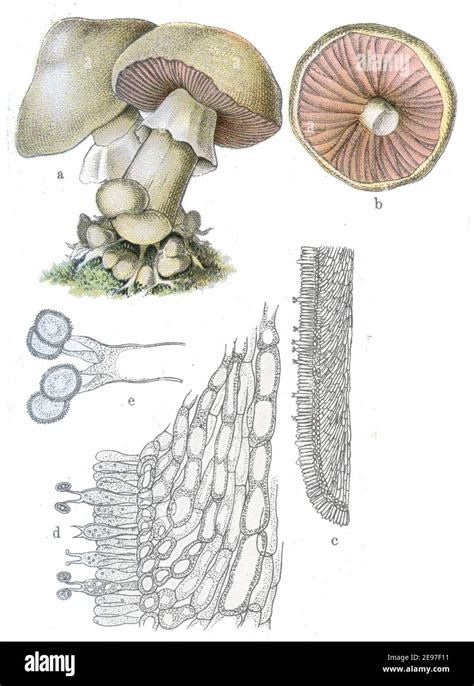 Agaricus Diagram