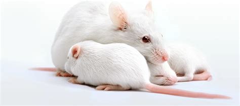 Sex Parity In Animal Research Podcast Eureka Blog Sex Parity In Animal Research Podcast Eureka Blog