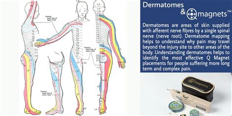 Dermatomes Lower Limb