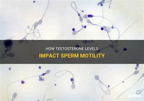 How Testosterone Levels Impact Sperm Motility Medshun
