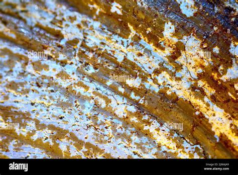Beautiful Texture Wave Pattern Shell Surface Under The Microscope Stock