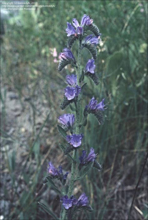 Plantfiles Pictures Echium Species Vipers Bugloss Echium Vulgare
