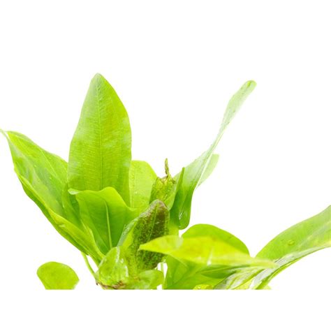 Python Sword Plant Echinodorus Python Aquarium Beauties