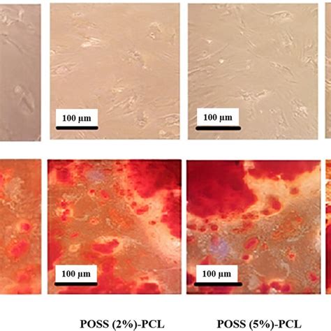 Alizarin Red Staining Of Mscs Under Osteogenesis Differentiation Seeded