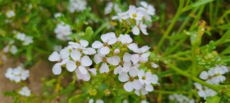 Sea Rocket Cakile Maritima Celtic Wildflowers
