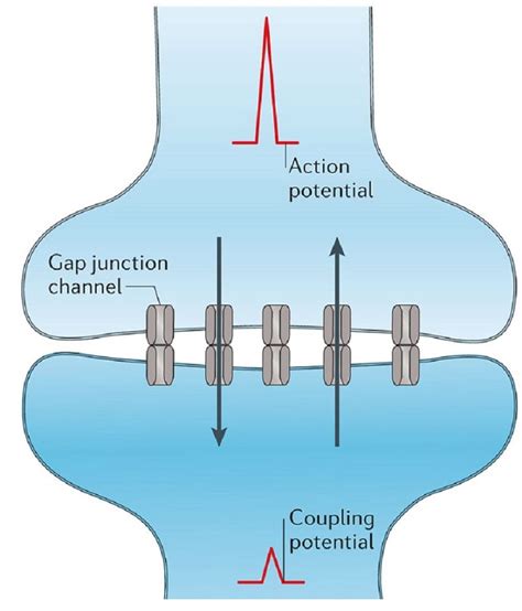 Sinapsi Un Viaggio Nel Meccanismo Di Trasmissione Delle Informazioni Nel Cervello Chimicamo