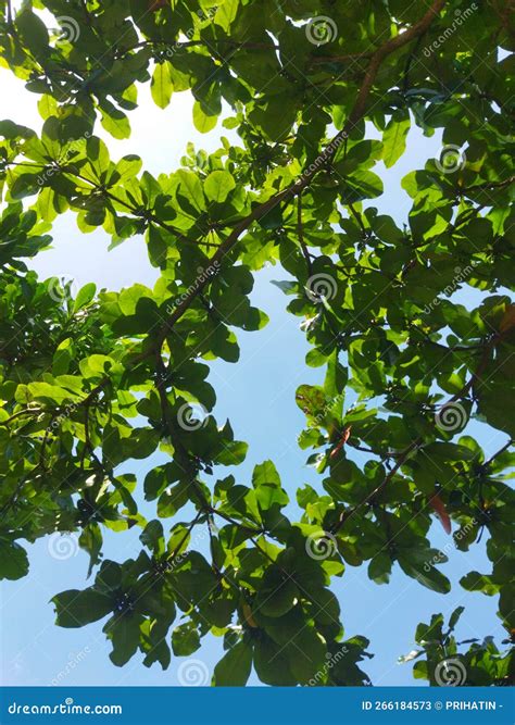 Terminalia Catappa Green Leaf Nature Stock Image Image Of Nature