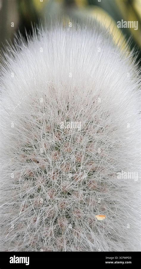 Detailed Macro Close Up Of Mammillaria Cactus Covered With White Hair