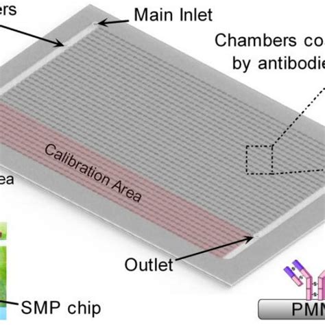 Concentration Gradient Microfluidic Devices A Scheme Of A